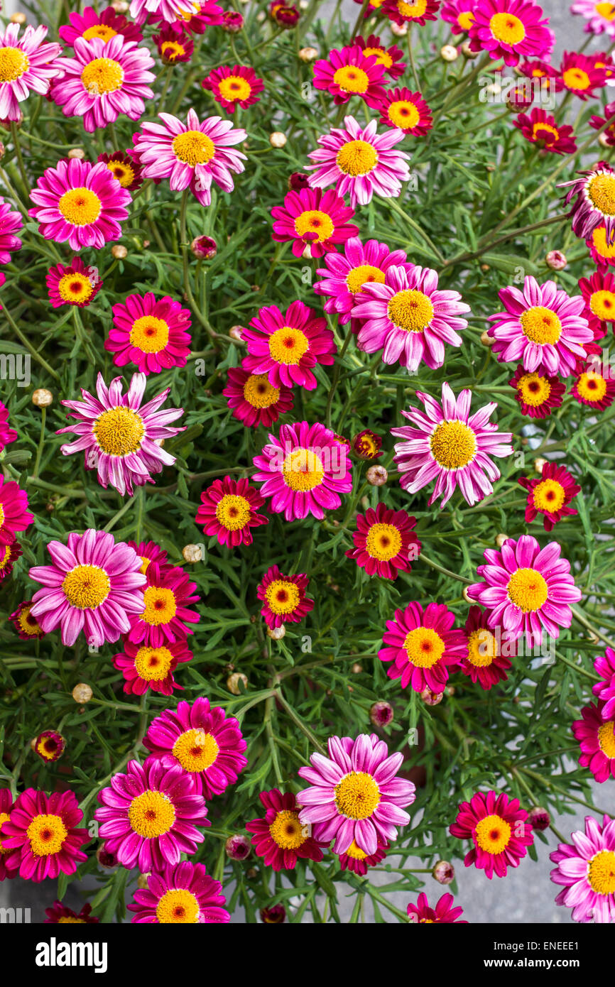 An amazing bunch of a spring flowers, made bright colors Stock Photo ...