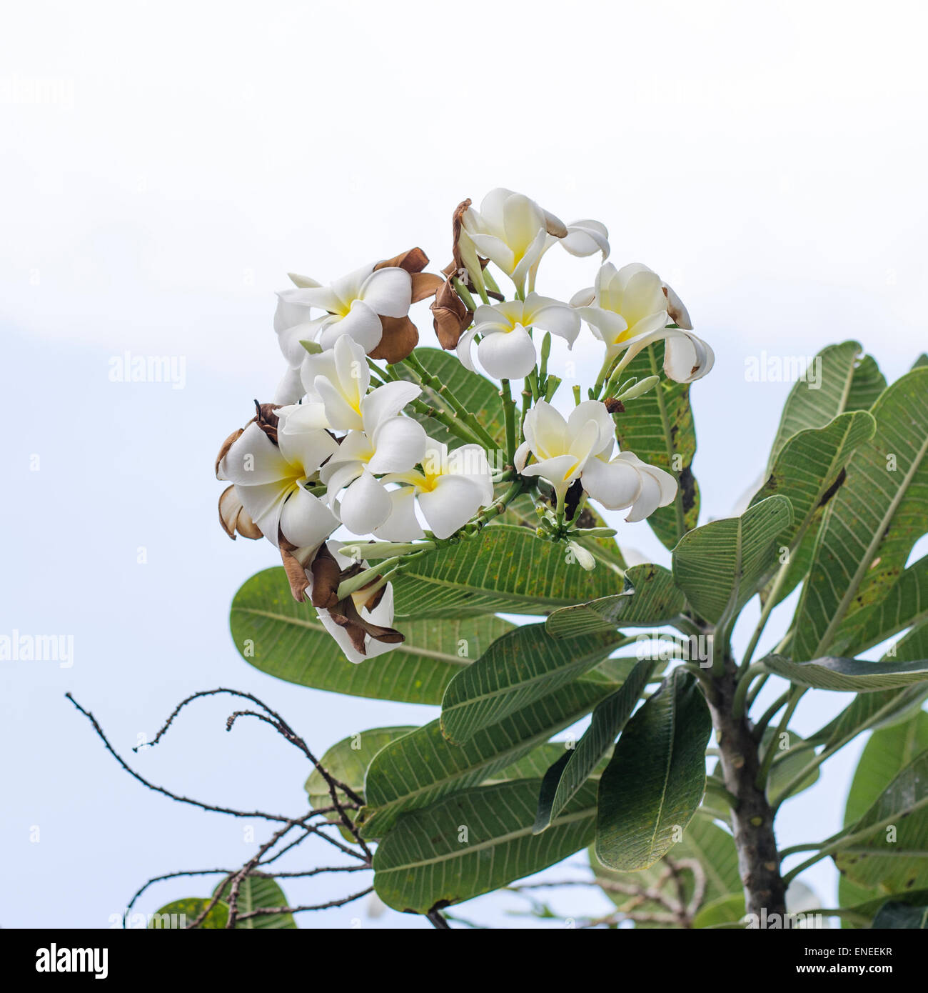 Frangipani flowers on white sky nature background Stock Photo - Alamy