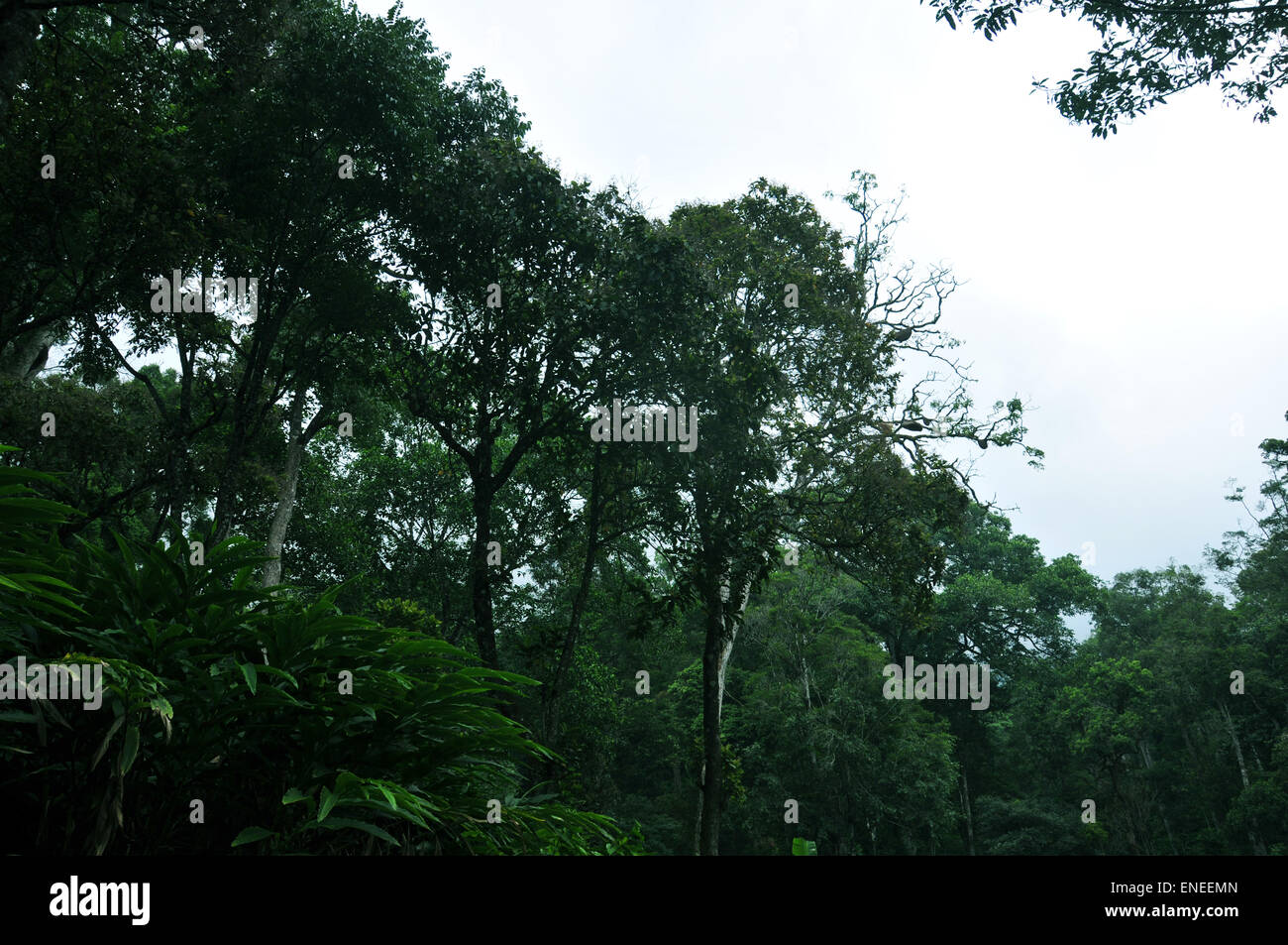 Thick forest trees in kerala hi-res stock photography and images - Alamy