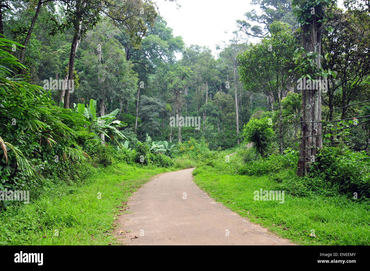 Green forest & road Stock Photo - Alamy