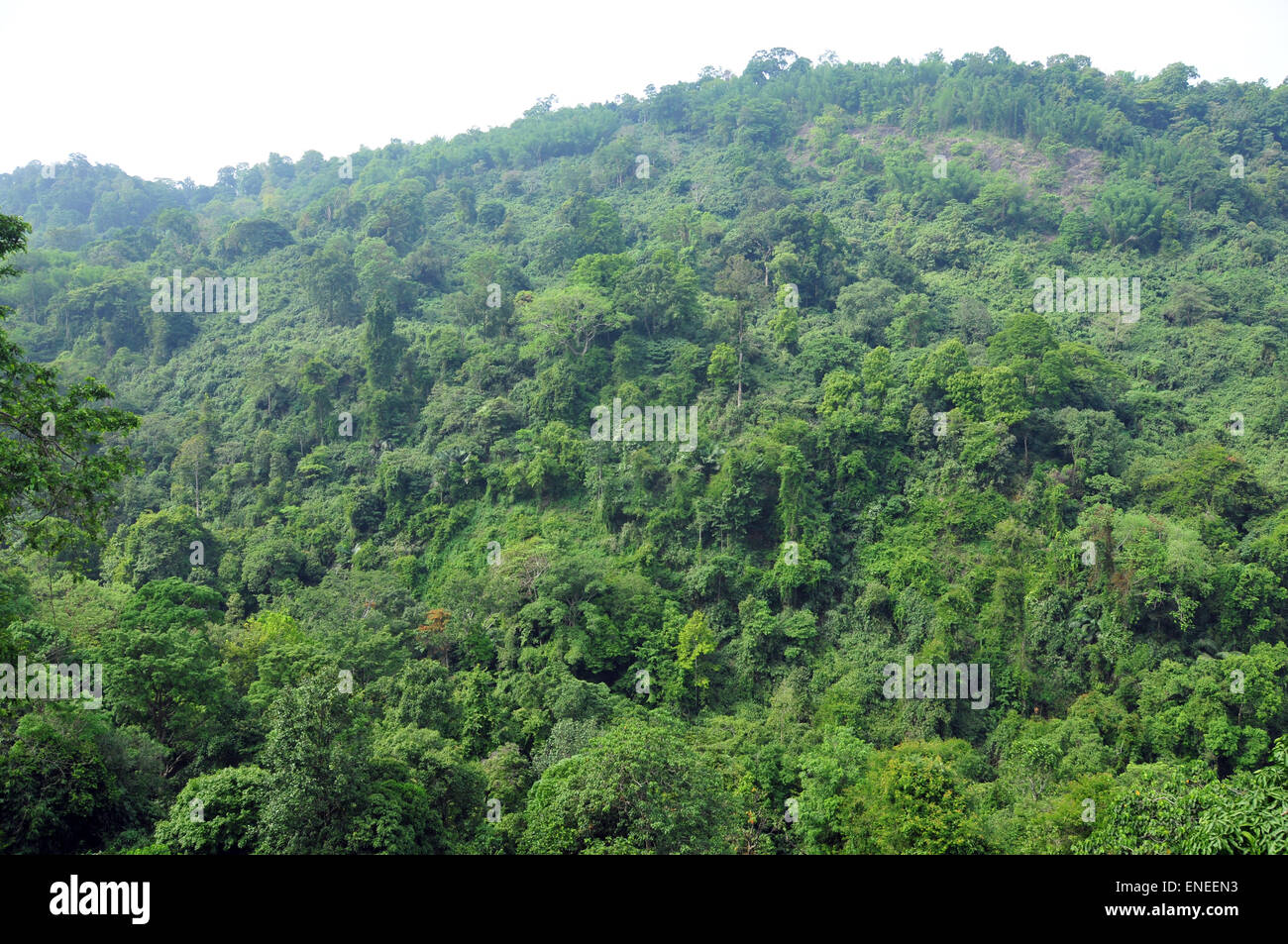 Thick forest trees in kerala hi-res stock photography and images - Alamy
