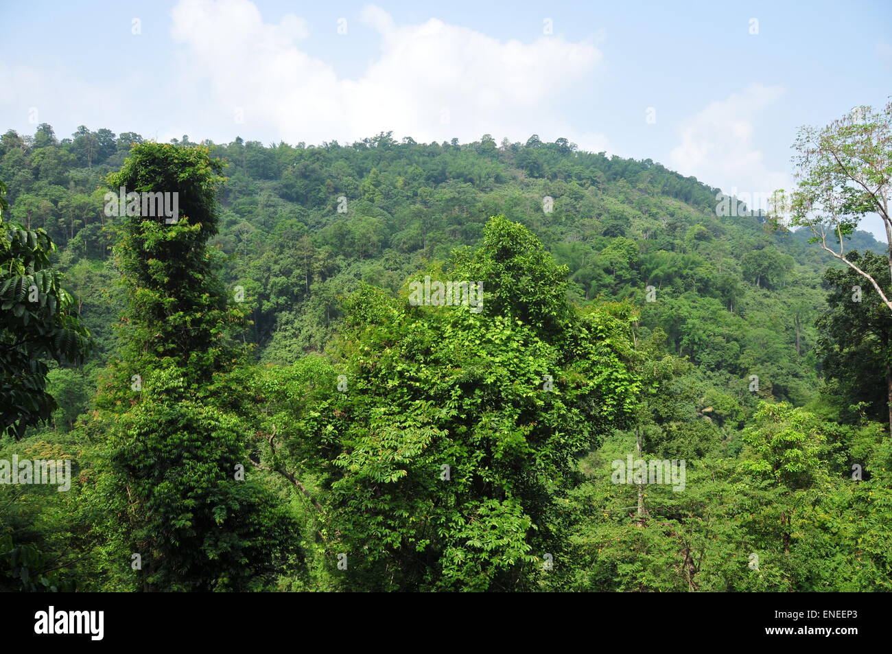 Thick forest covered by a hill Stock Photo - Alamy