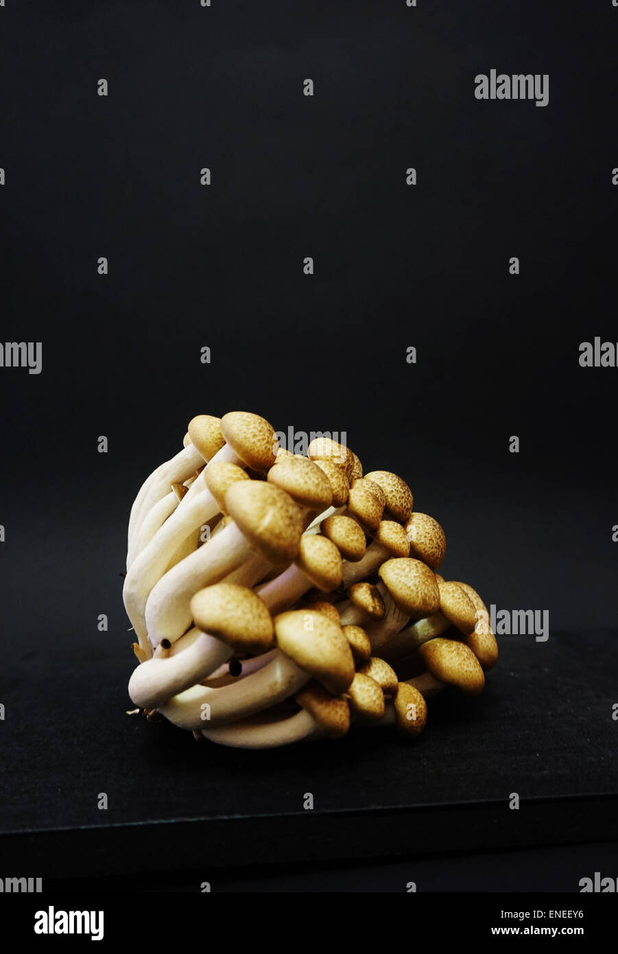 Shimeji Mushroom in Black Background Stock Photo - Alamy