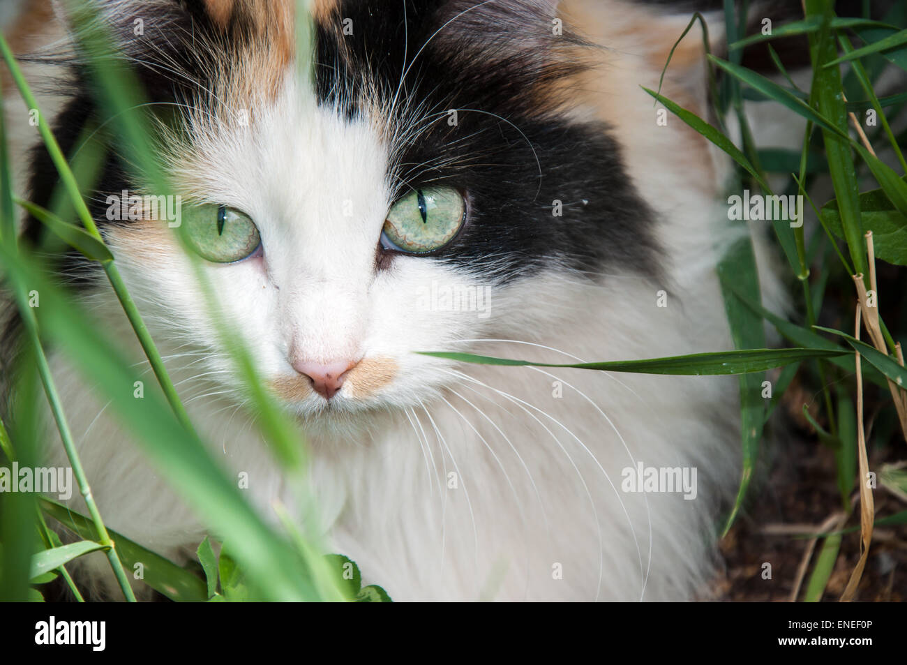 The domestic cat is a mammal of the cat family of raptors Stock Photo ...