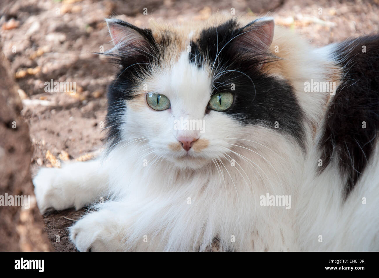 The domestic cat is a mammal of the cat family of raptors Stock Photo ...