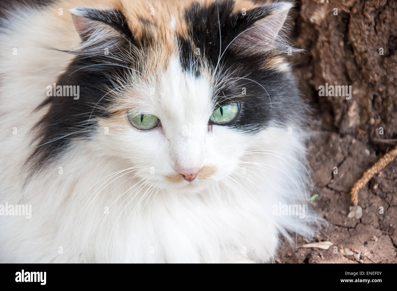 The domestic cat is a mammal of the cat family of raptors Stock Photo ...