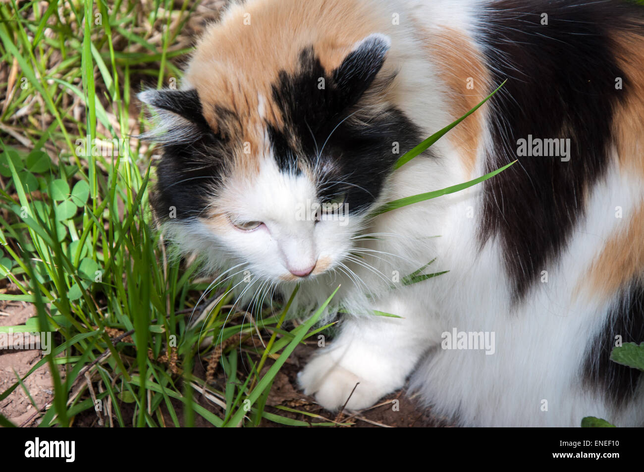 The domestic cat is a mammal of the cat family of raptors Stock Photo ...