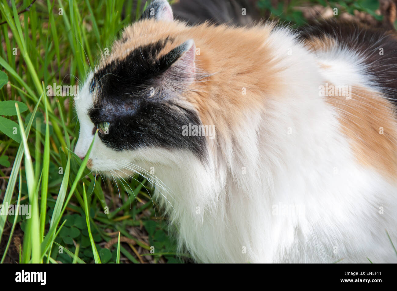 The domestic cat is a mammal of the cat family of raptors Stock Photo ...