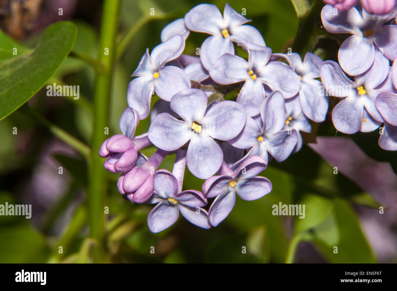 The lilac genus of shrubs belonging to the family Oleaceae Stock Photo ...