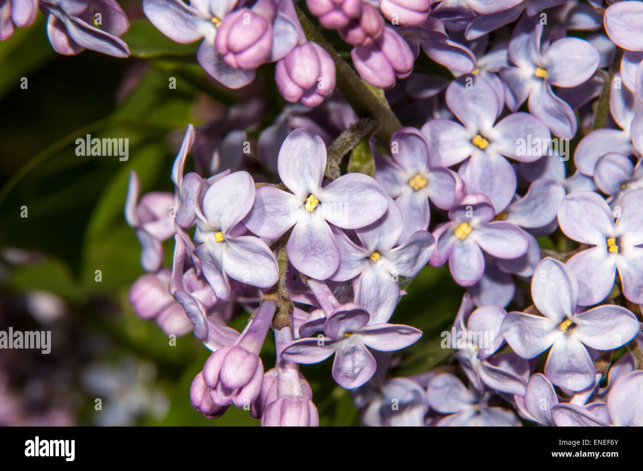 The lilac genus of shrubs belonging to the family Oleaceae Stock Photo ...
