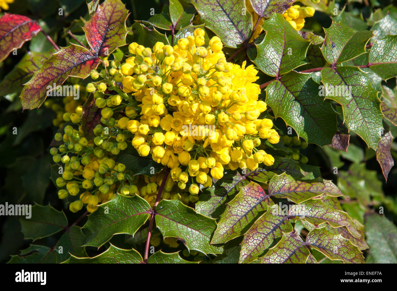 Mahonia aquifolium evergreen shrubs, the genus Mahonia Stock Photo - Alamy