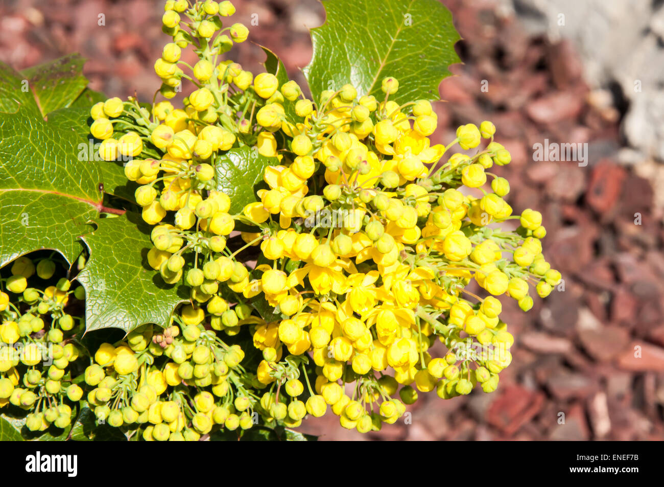 Mahonia aquifolium evergreen shrubs, the genus Mahonia Stock Photo - Alamy