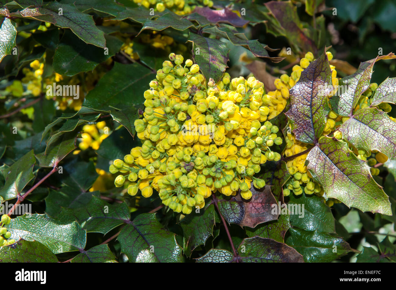 Mahonia aquifolium evergreen shrubs, the genus Mahonia Stock Photo - Alamy