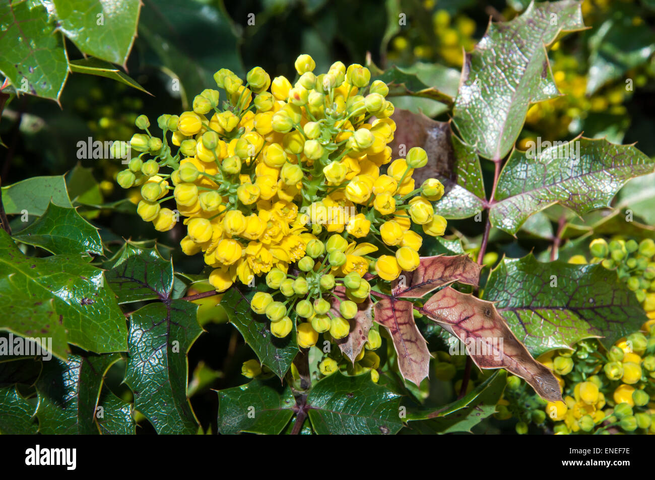 Mahonia aquifolium evergreen shrubs, the genus Mahonia Stock Photo - Alamy