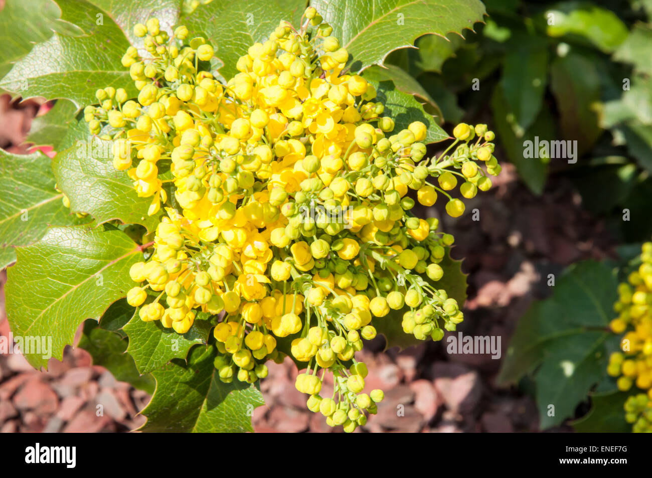 Mahonia aquifolium evergreen shrubs, the genus Mahonia Stock Photo - Alamy