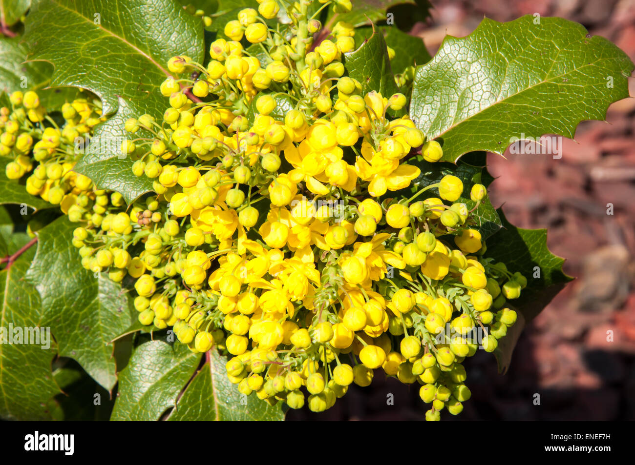 Mahonia aquifolium evergreen shrubs, the genus Mahonia Stock Photo - Alamy