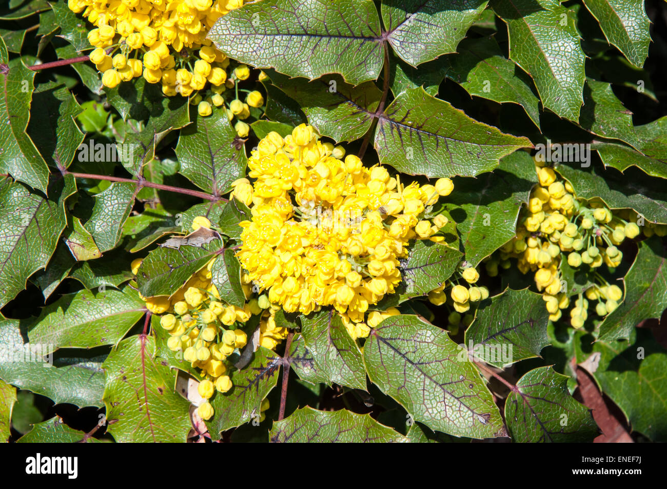Mahonia aquifolium evergreen shrubs, the genus Mahonia Stock Photo - Alamy