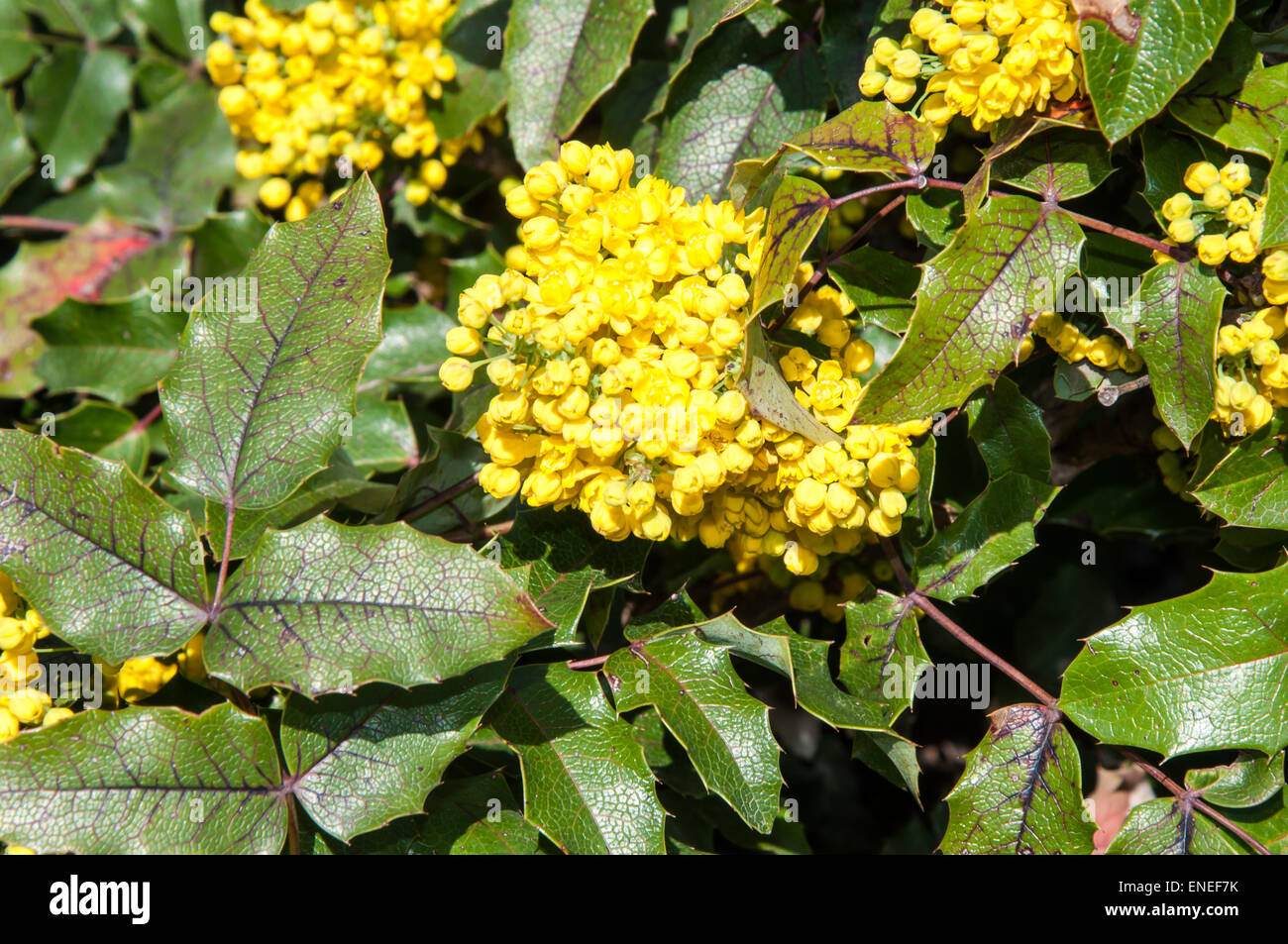 Mahonia aquifolium evergreen shrubs, the genus Mahonia Stock Photo - Alamy