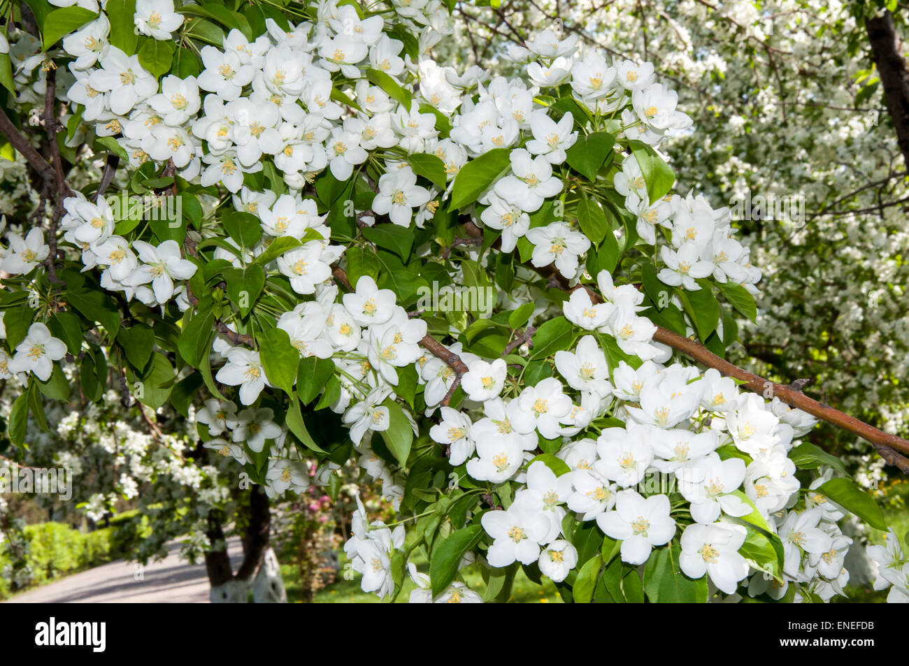 Apple tree genus of deciduous trees and shrubs in the Rosaceae Stock ...