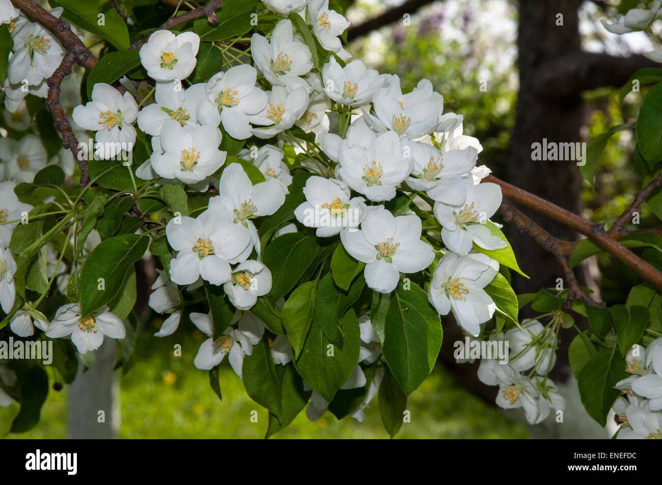 Apple tree genus of deciduous trees and shrubs in the Rosaceae Stock ...