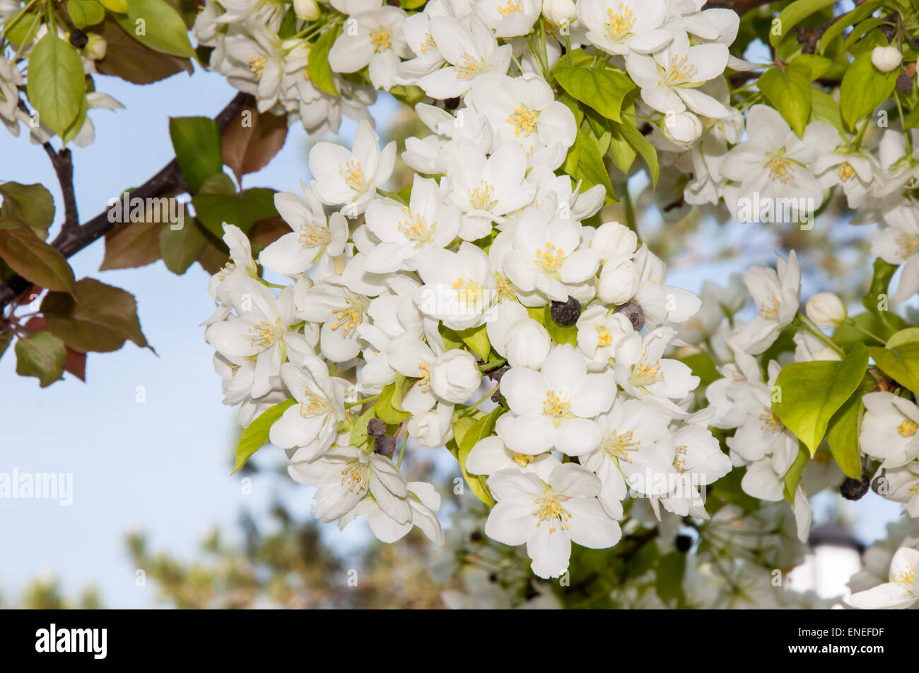 Apple tree genus of deciduous trees and shrubs in the Rosaceae Stock ...