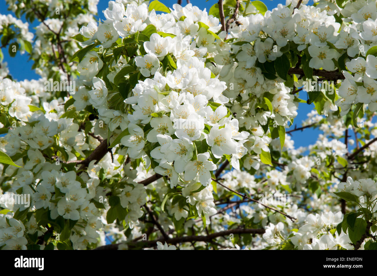 Apple tree genus of deciduous trees and shrubs in the Rosaceae Stock ...