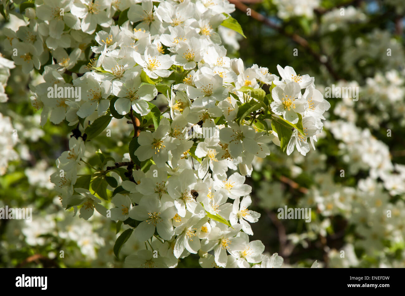 Apple tree genus of deciduous trees and shrubs in the Rosaceae Stock ...