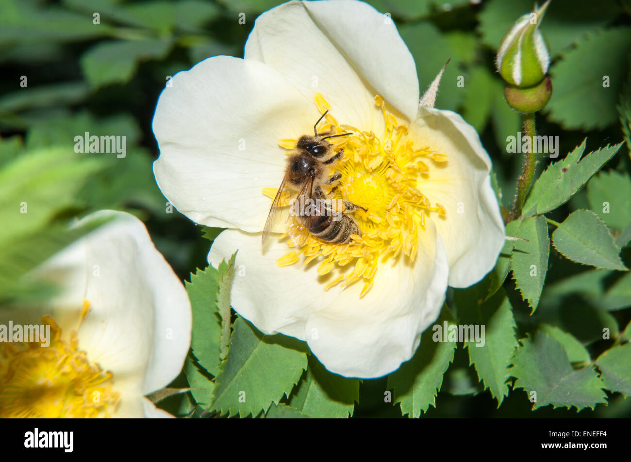 Worker bee on a Spring Flower dog rose Stock Photo - Alamy