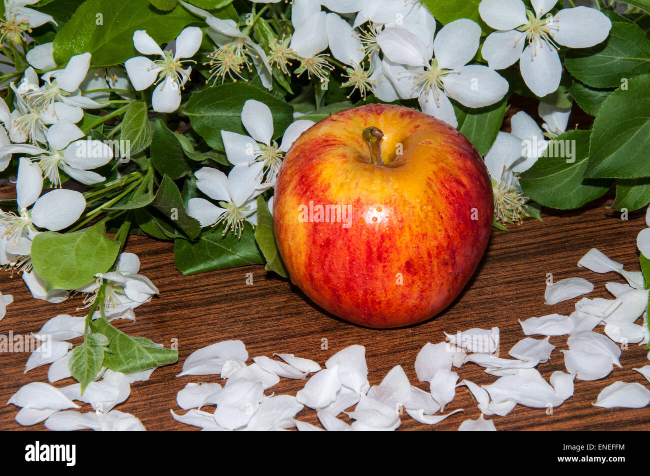 Apple fruit of the Apple tree, which is eaten fresh, serves as a raw ...