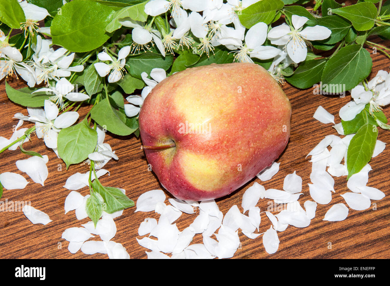 Apple fruit of the Apple tree, which is eaten fresh, serves as a raw ...