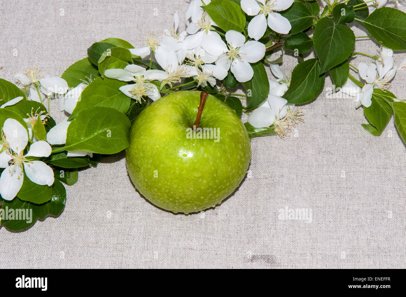 Apple fruit of the Apple tree, which is eaten fresh, serves as a raw ...