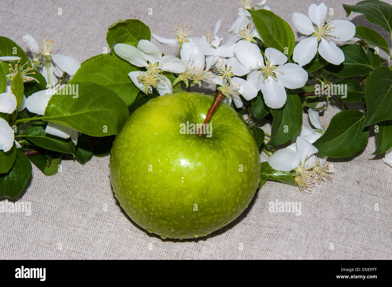 Apple fruit of the Apple tree, which is eaten fresh, serves as a raw ...