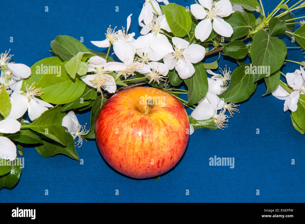 Apple fruit of the Apple tree, which is eaten fresh, serves as a raw ...