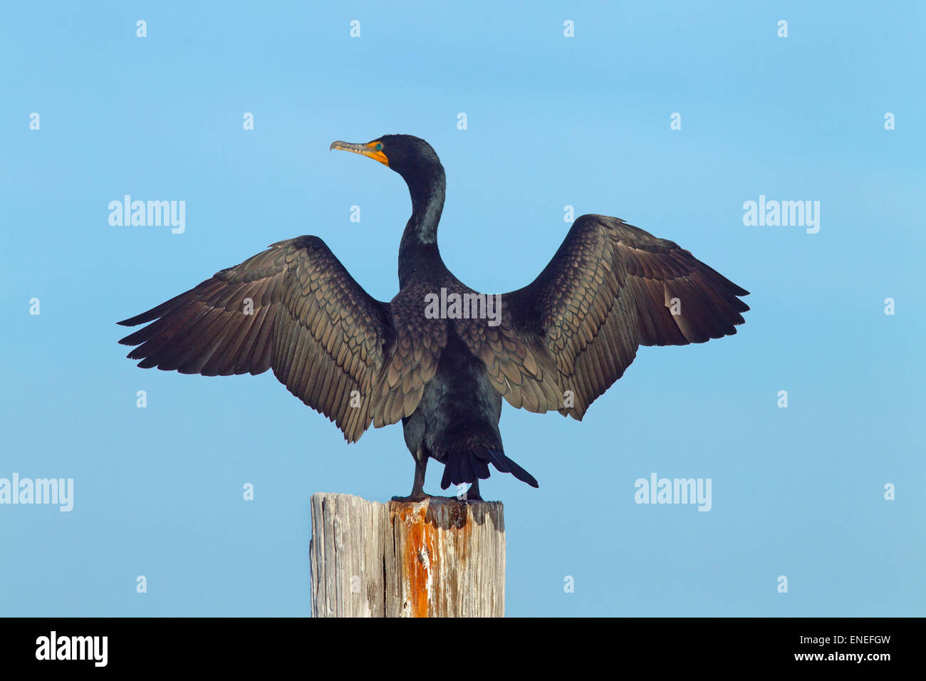 Bird drying wings hi-res stock photography and images - Alamy