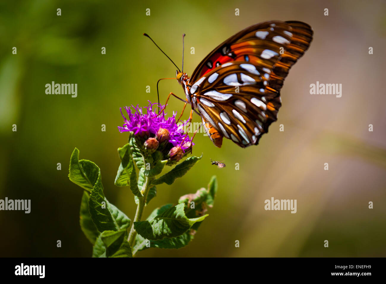 Passion Butterfly High Resolution Stock Photography and Images - Alamy