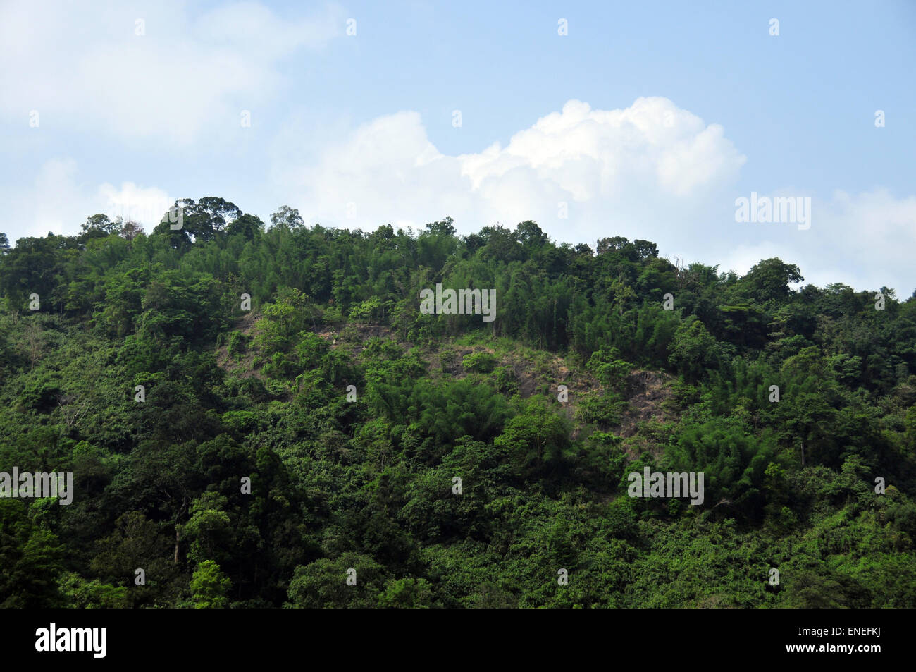 Munnar hill top hi-res stock photography and images - Alamy