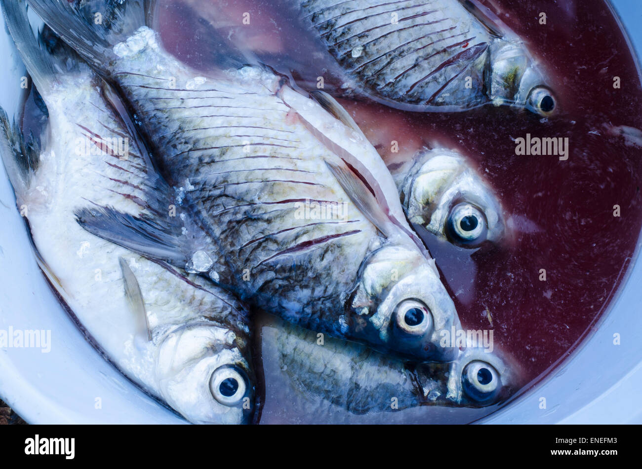 die thai fish in thailand Stock Photo - Alamy