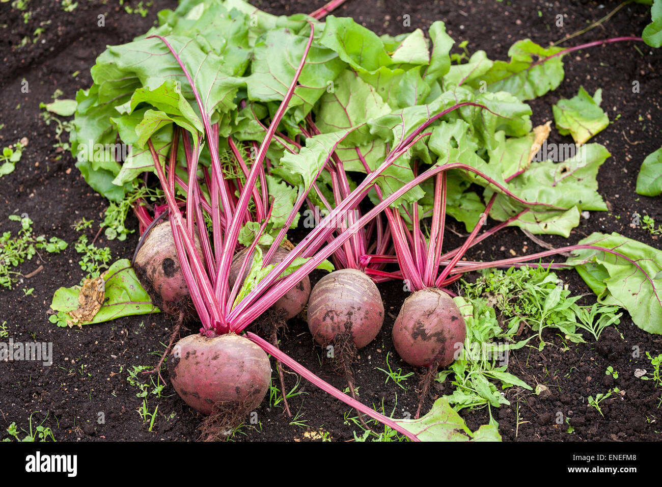 Beet root, soil hi-res stock photography and images - Alamy