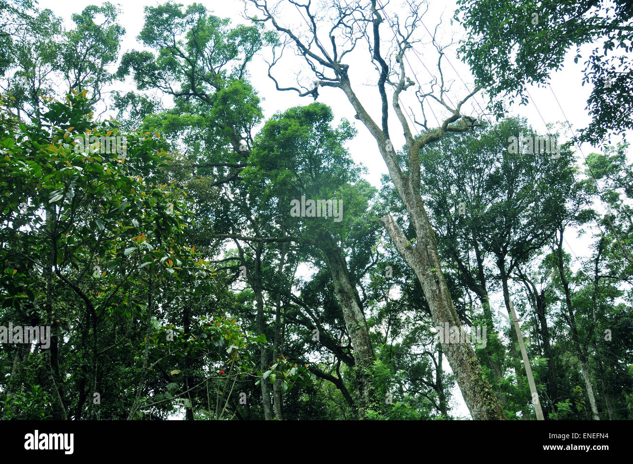 A leafless tree in the forest Stock Photo - Alamy