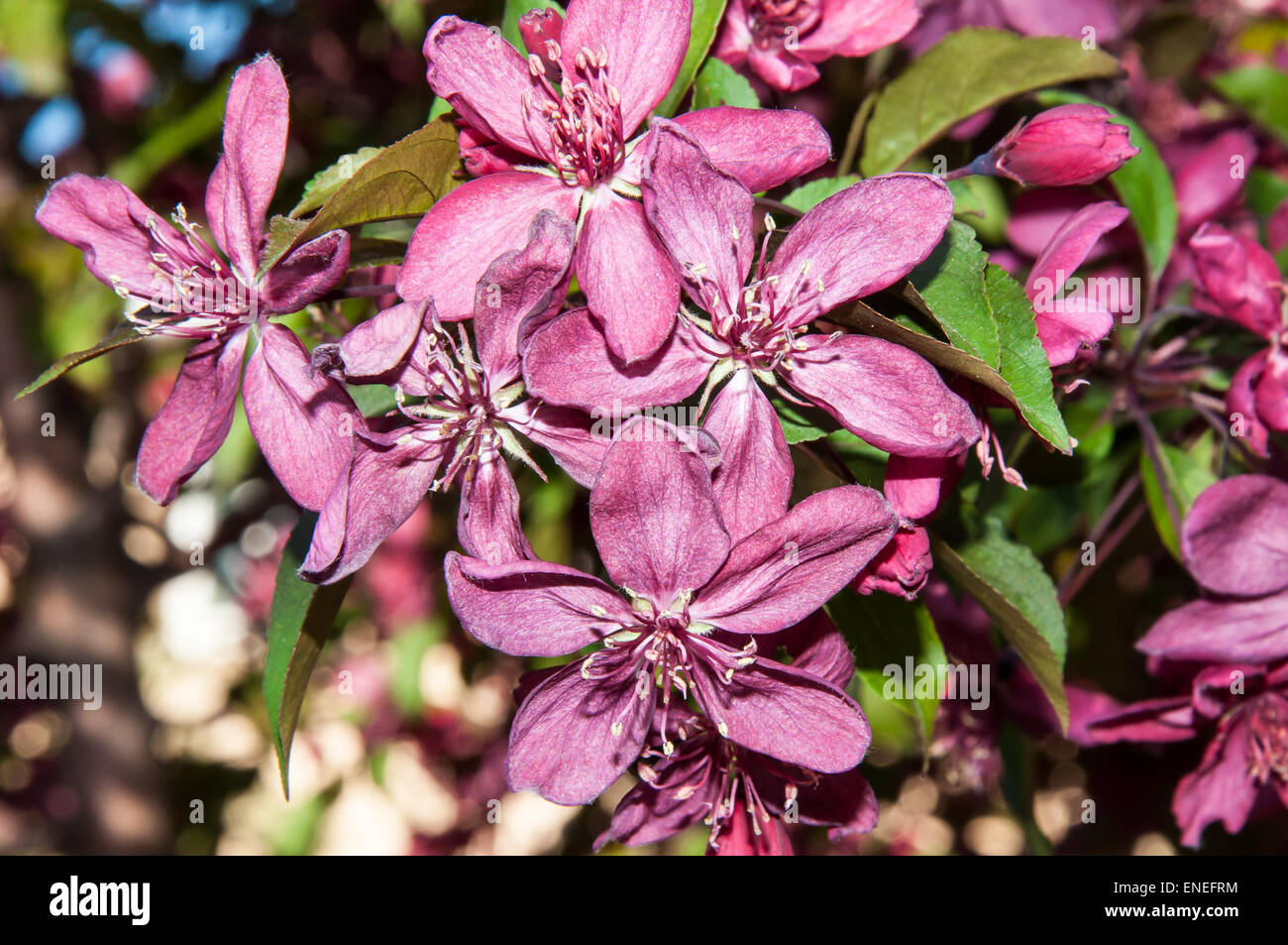Apple tree genus of deciduous trees and shrubs in the Rosaceae Stock ...