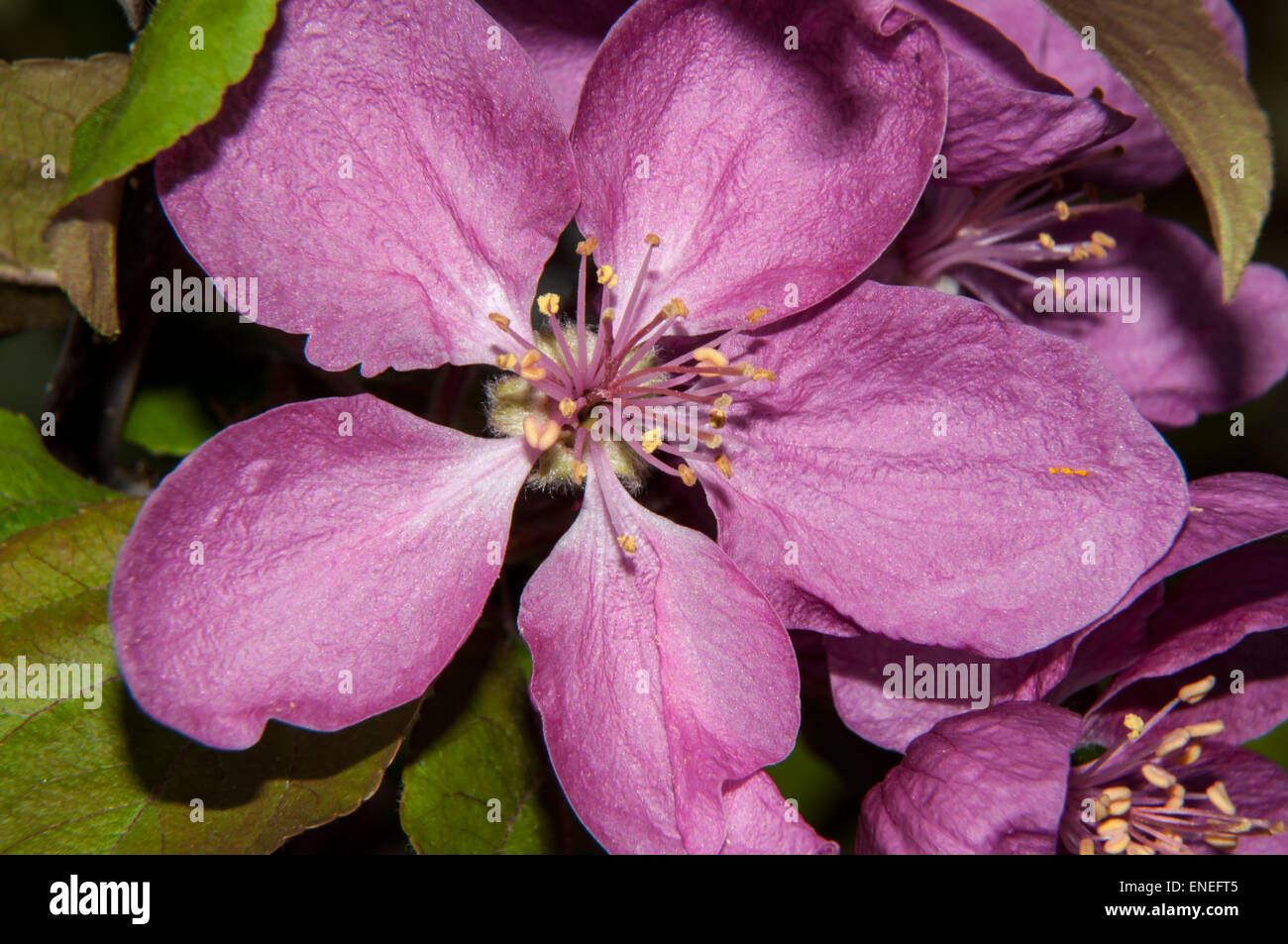 Apple tree genus of deciduous trees and shrubs in the Rosaceae Stock ...