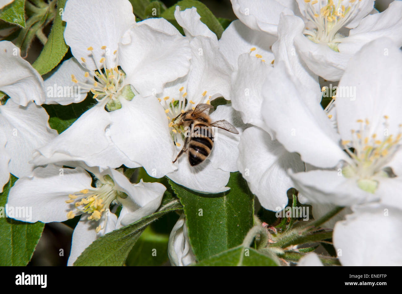 Insect on White Spring Flower Apple Stock Photo - Alamy