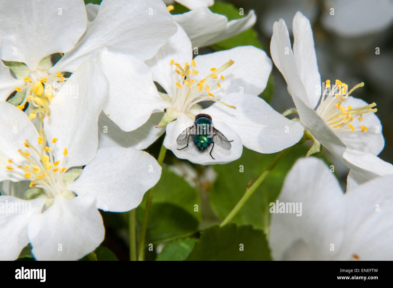 Insect on White Spring Flower Apple Stock Photo - Alamy