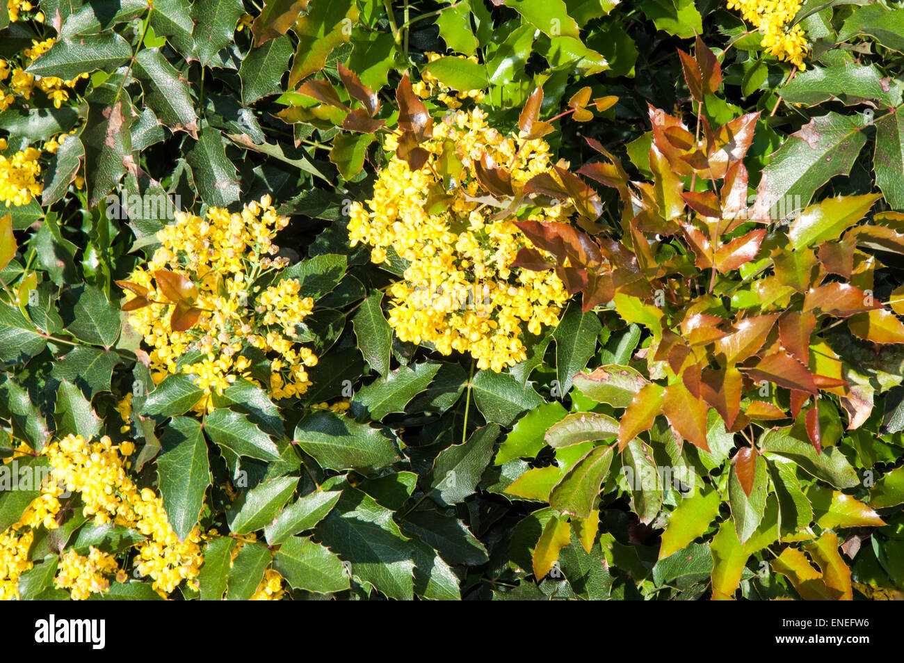 Mahonia aquifolium evergreen shrubs, the genus Mahonia Stock Photo - Alamy