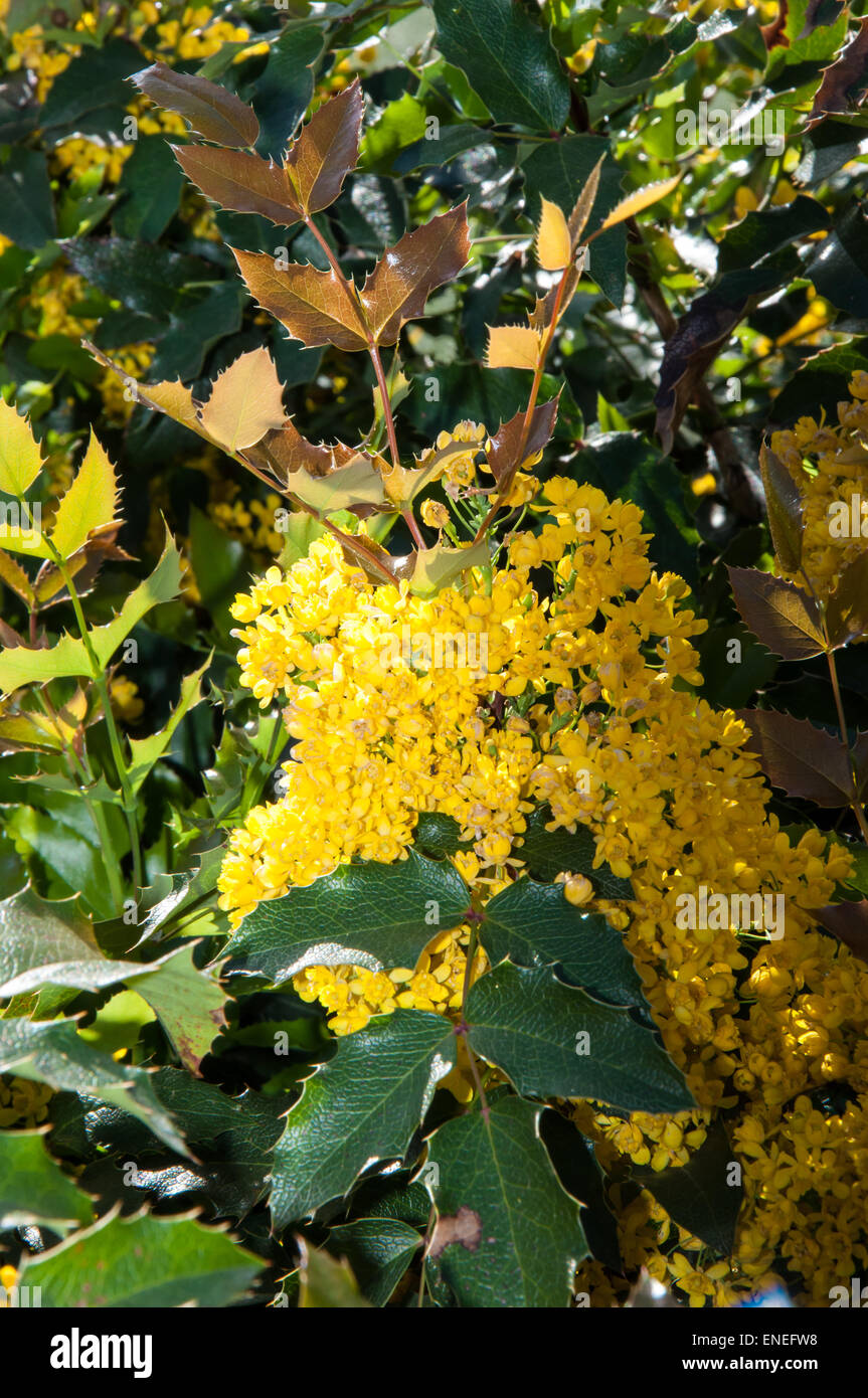 Mahonia aquifolium evergreen shrubs, the genus Mahonia Stock Photo - Alamy