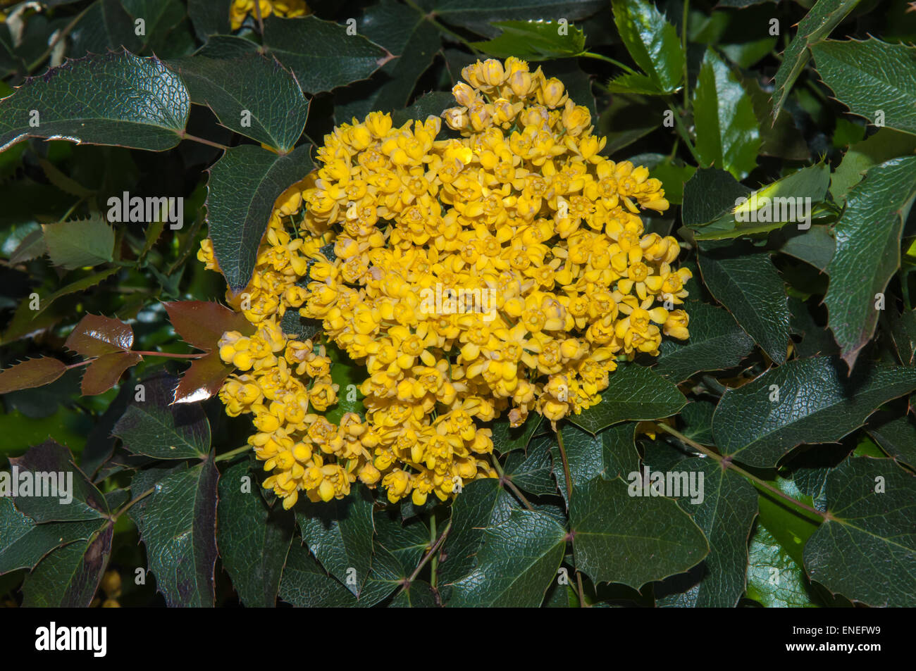 Mahonia aquifolium evergreen shrubs, the genus Mahonia Stock Photo - Alamy