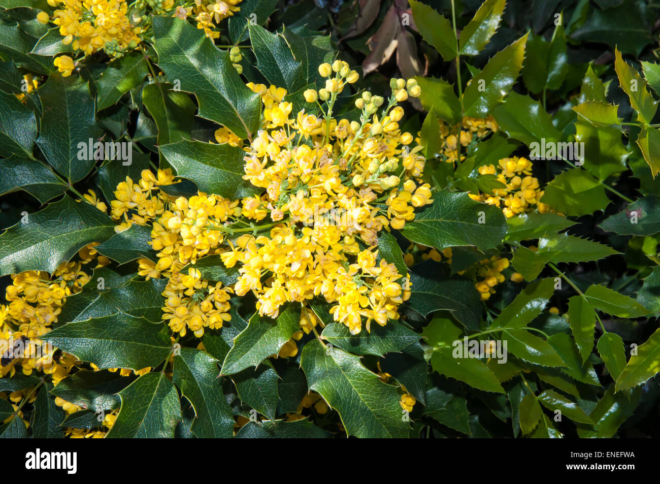 Mahonia aquifolium evergreen shrubs, the genus Mahonia Stock Photo - Alamy