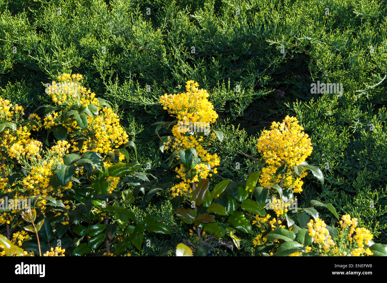 Mahonia aquifolium evergreen shrubs, the genus Mahonia Stock Photo - Alamy