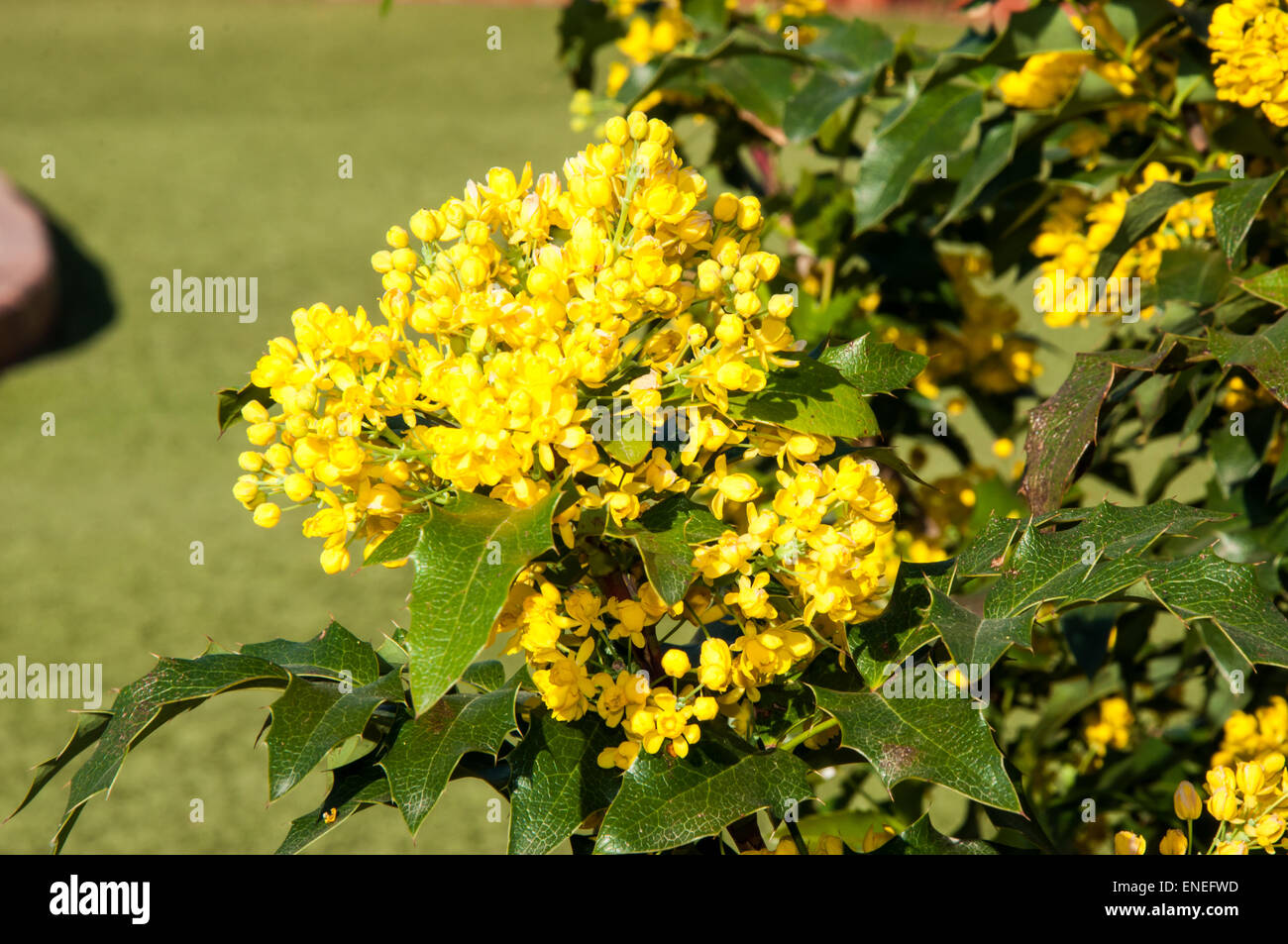 Mahonia aquifolium evergreen shrubs, the genus Mahonia Stock Photo - Alamy