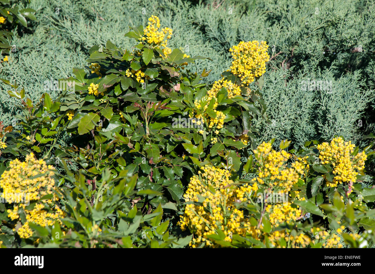 Mahonia aquifolium evergreen shrubs, the genus Mahonia Stock Photo - Alamy